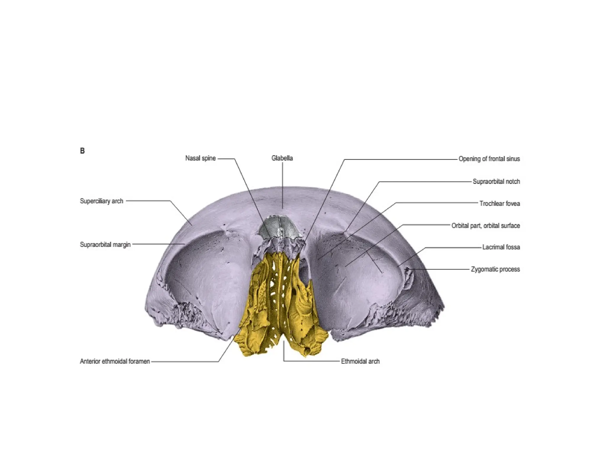frontal bone gross anatomy for mbbs.pptx