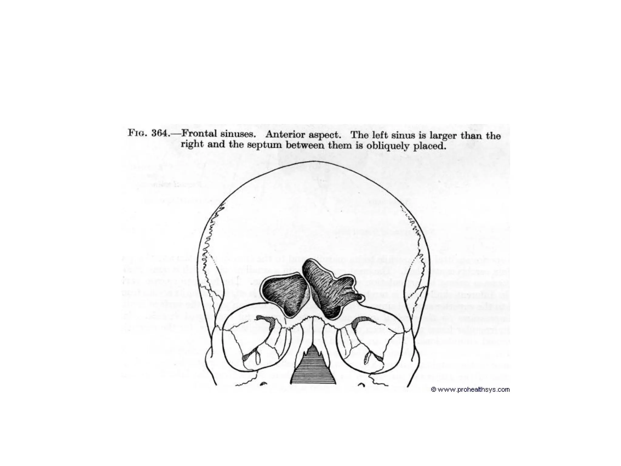 frontal bone gross anatomy for mbbs.pptx