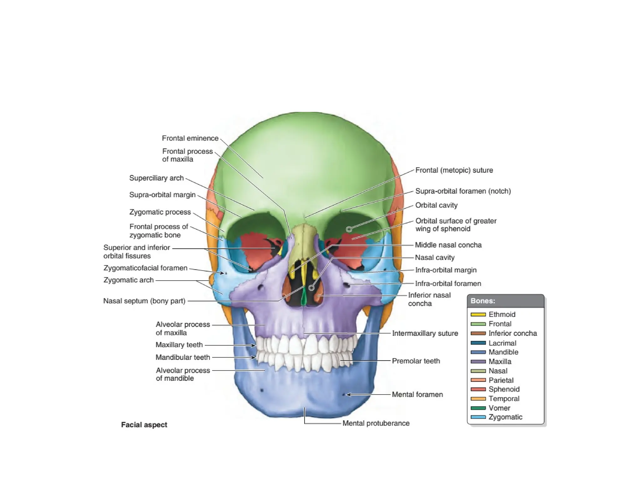 frontal bone gross anatomy for mbbs.pptx
