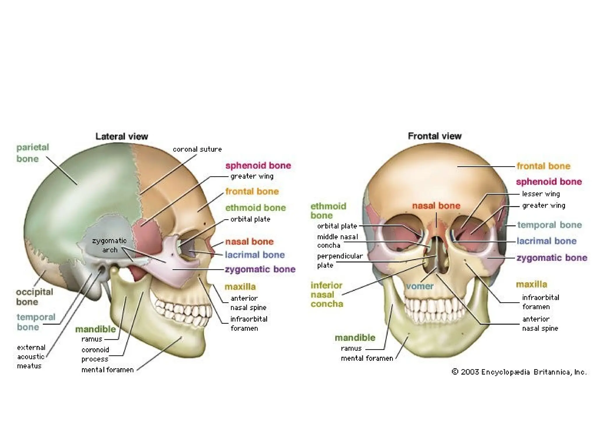 frontal bone gross anatomy for mbbs.pptx