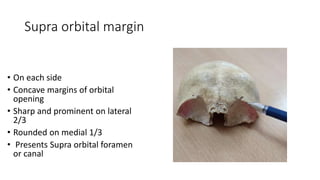 Frontal bone ppt (1) | PPTX