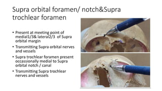 Frontal bone ppt (1) | PPTX