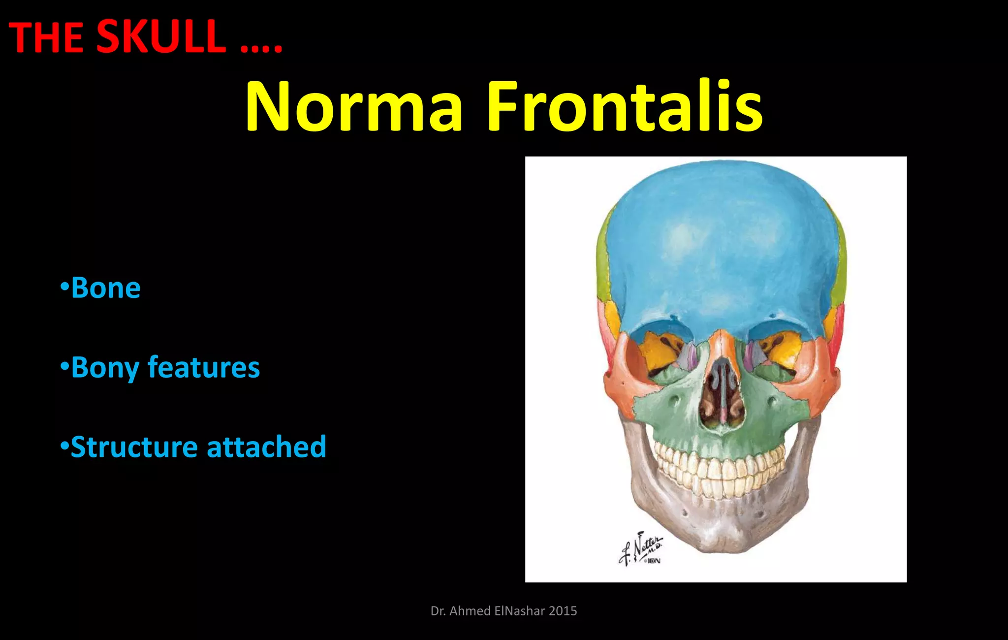 Norma Frontalis | PPTX