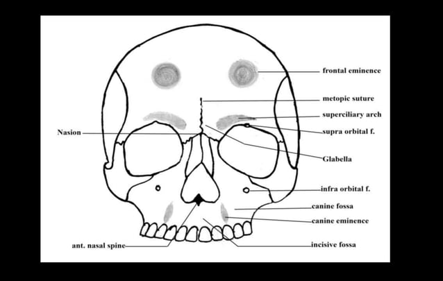 Norma Frontalis | PPTX
