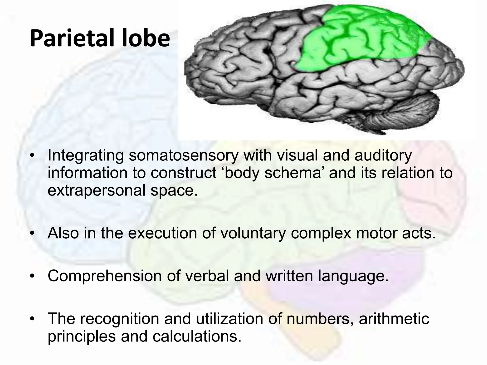 Frontal Lobar Function tests.pptx