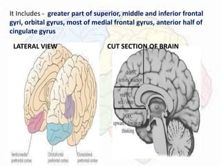 Frontal Lobar Function tests.pptx