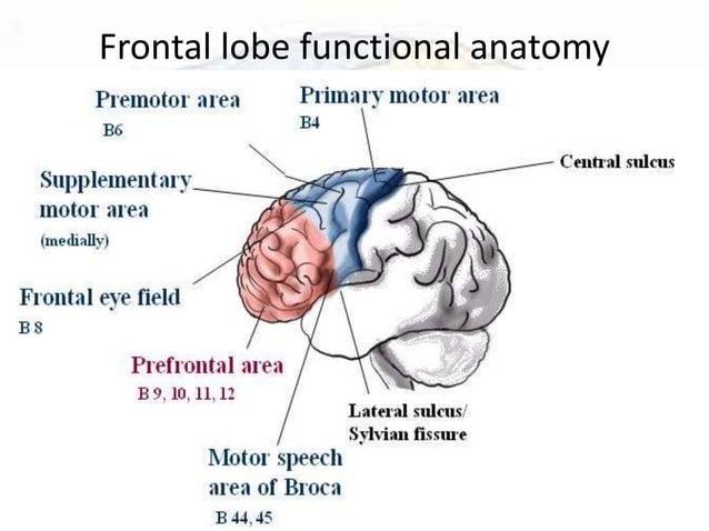 Frontal Lobar Function tests.pptx