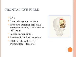 Anatomy and physiology of the FRONTAL LOBE- | PPTX