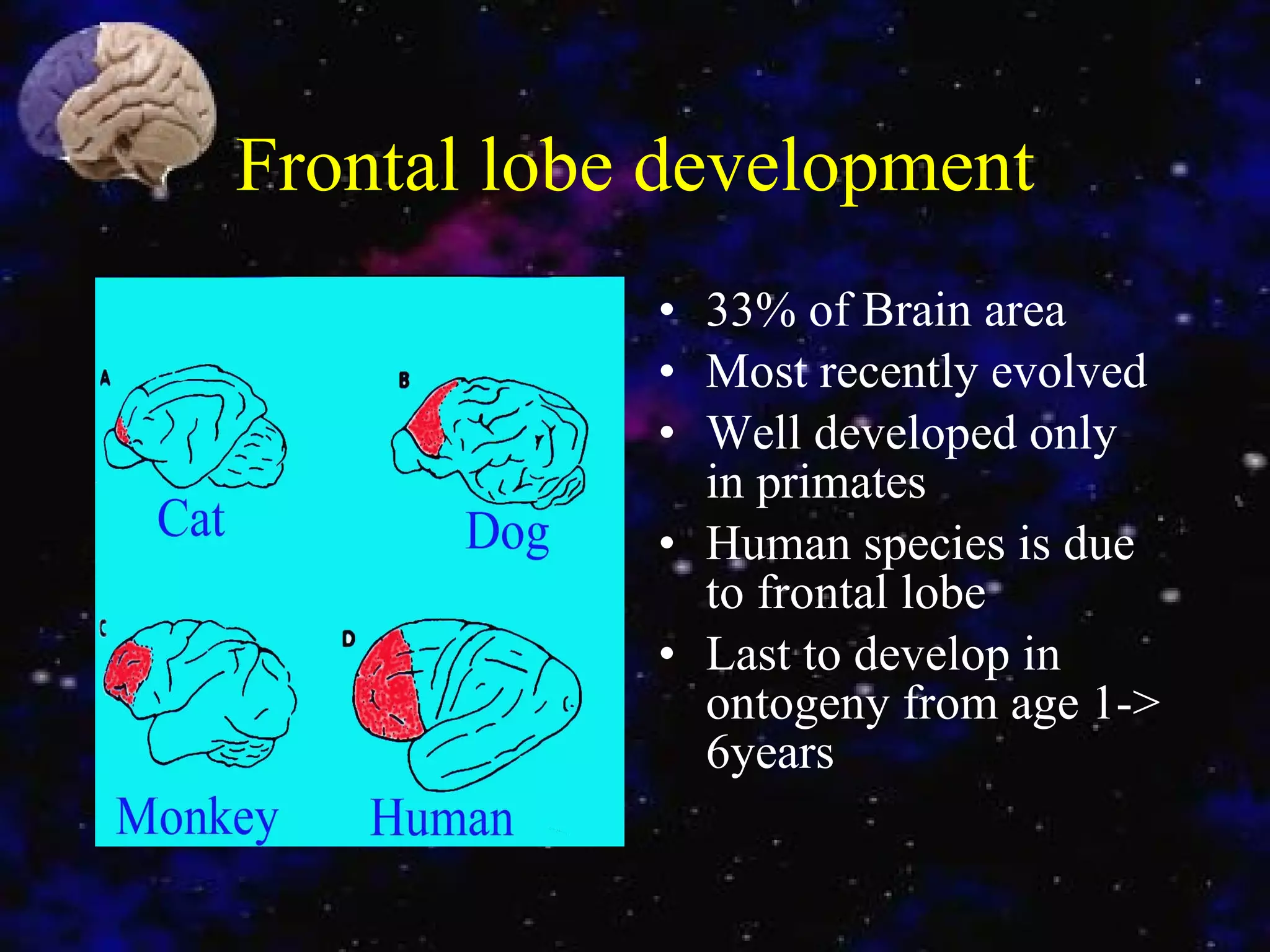Frontal lobe | PPT