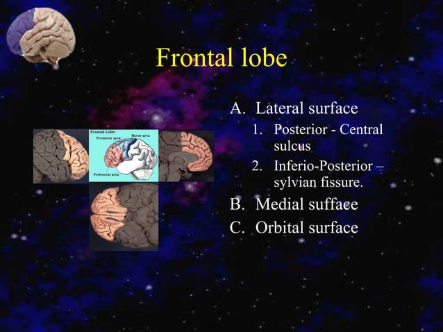 Frontal lobe | PPT