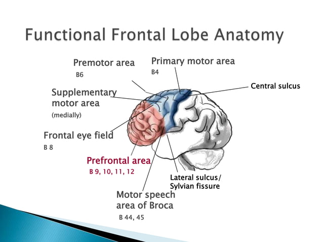Frontal lobe and its functions | PPTX