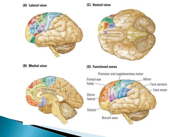 Frontal lobe and its functions | PPTX