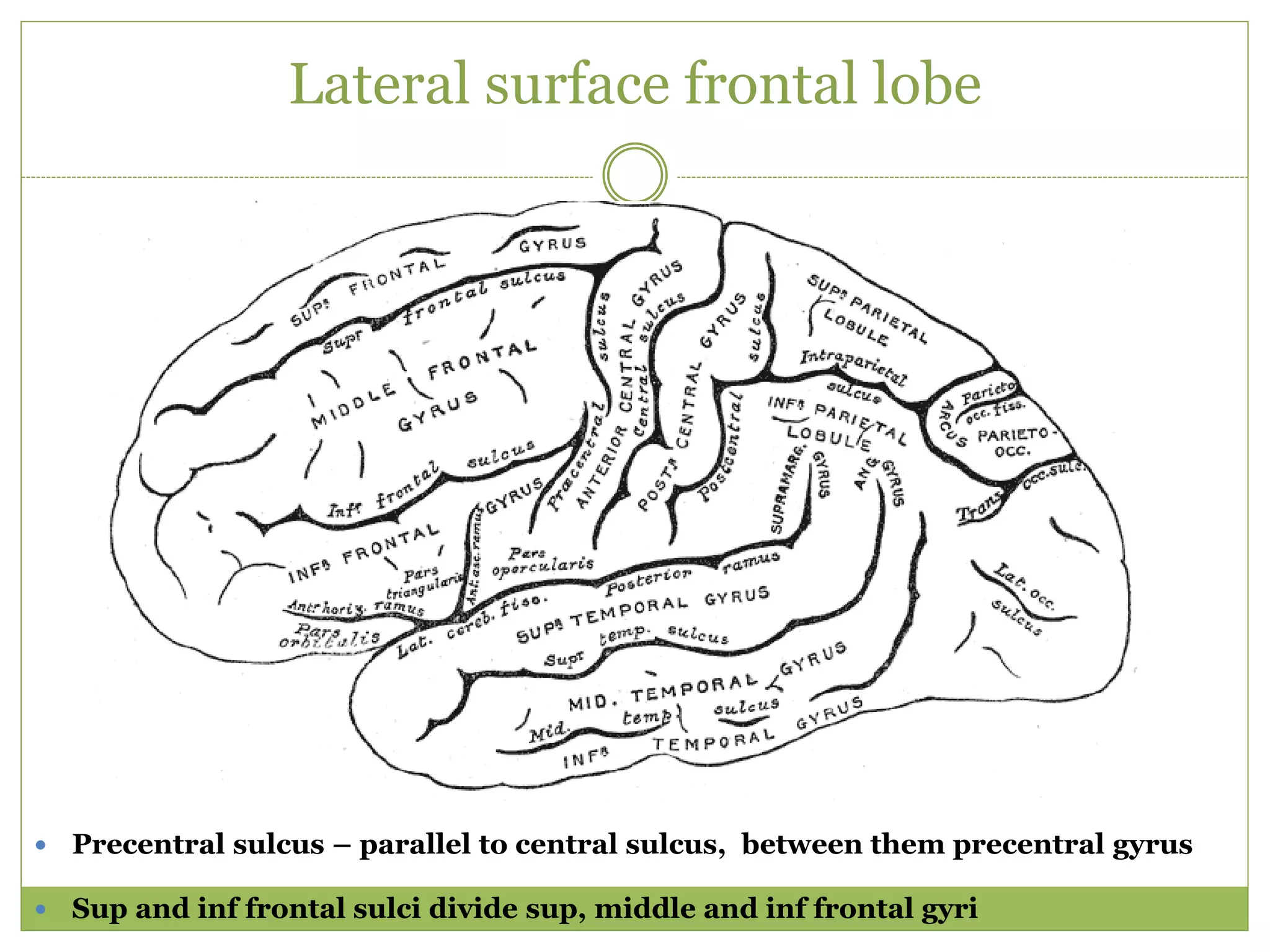 Frontal lobe | PPTX