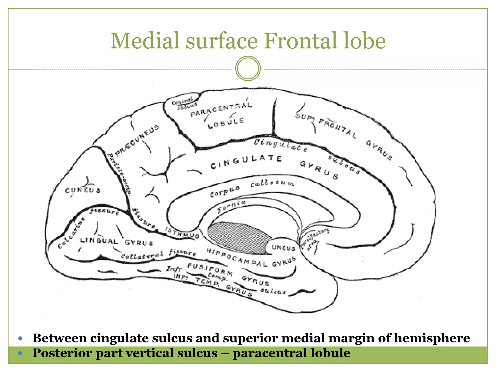 Frontal lobe | PPTX