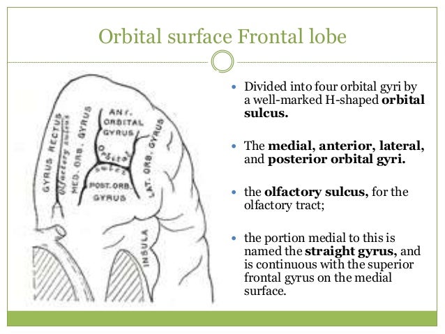 Frontal lobe