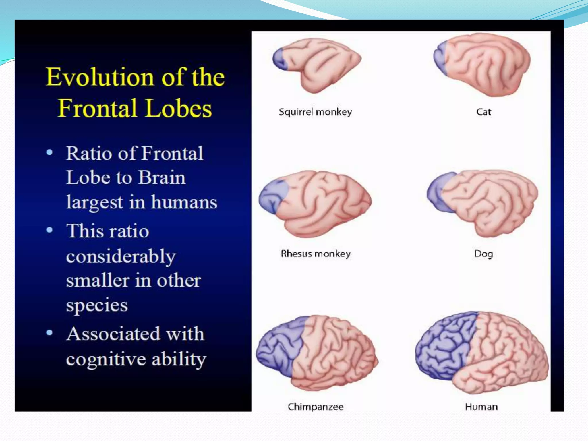 Frontal lobe | PPTX
