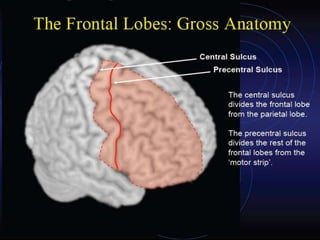 Frontal lobe | PPTX | Brain and Nervous System Disorders | Diseases and ...