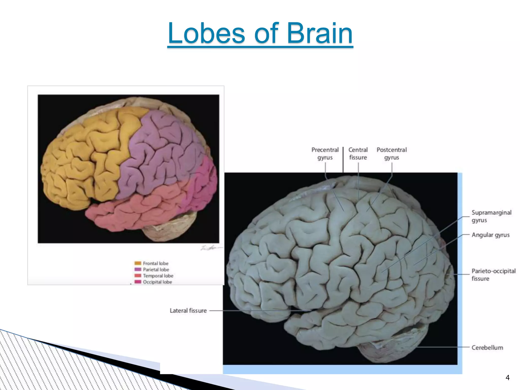Frontal lobe | PPTX