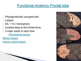 Frontal lobe | PPTX
