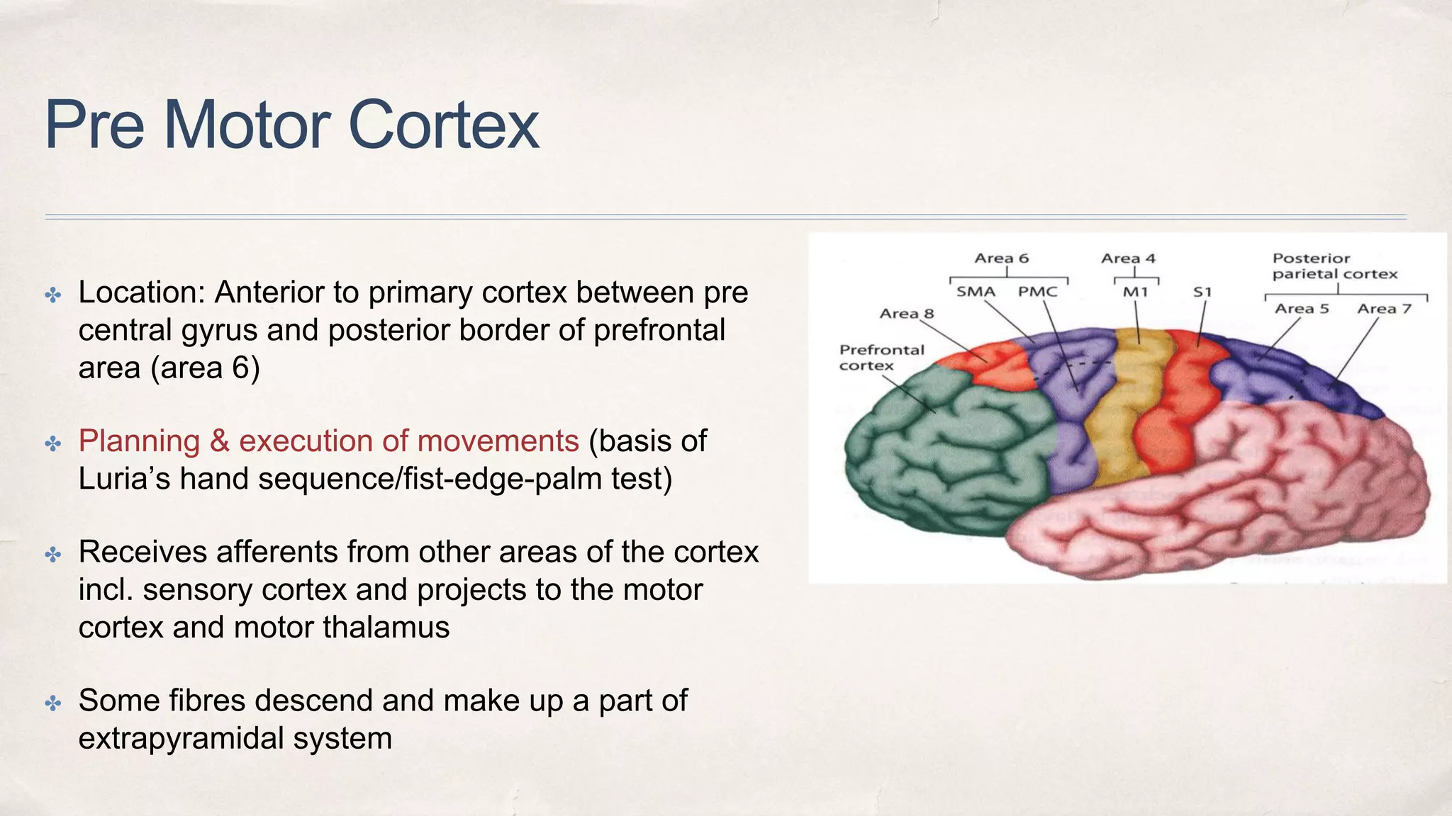 Frontal Lobe.pptx