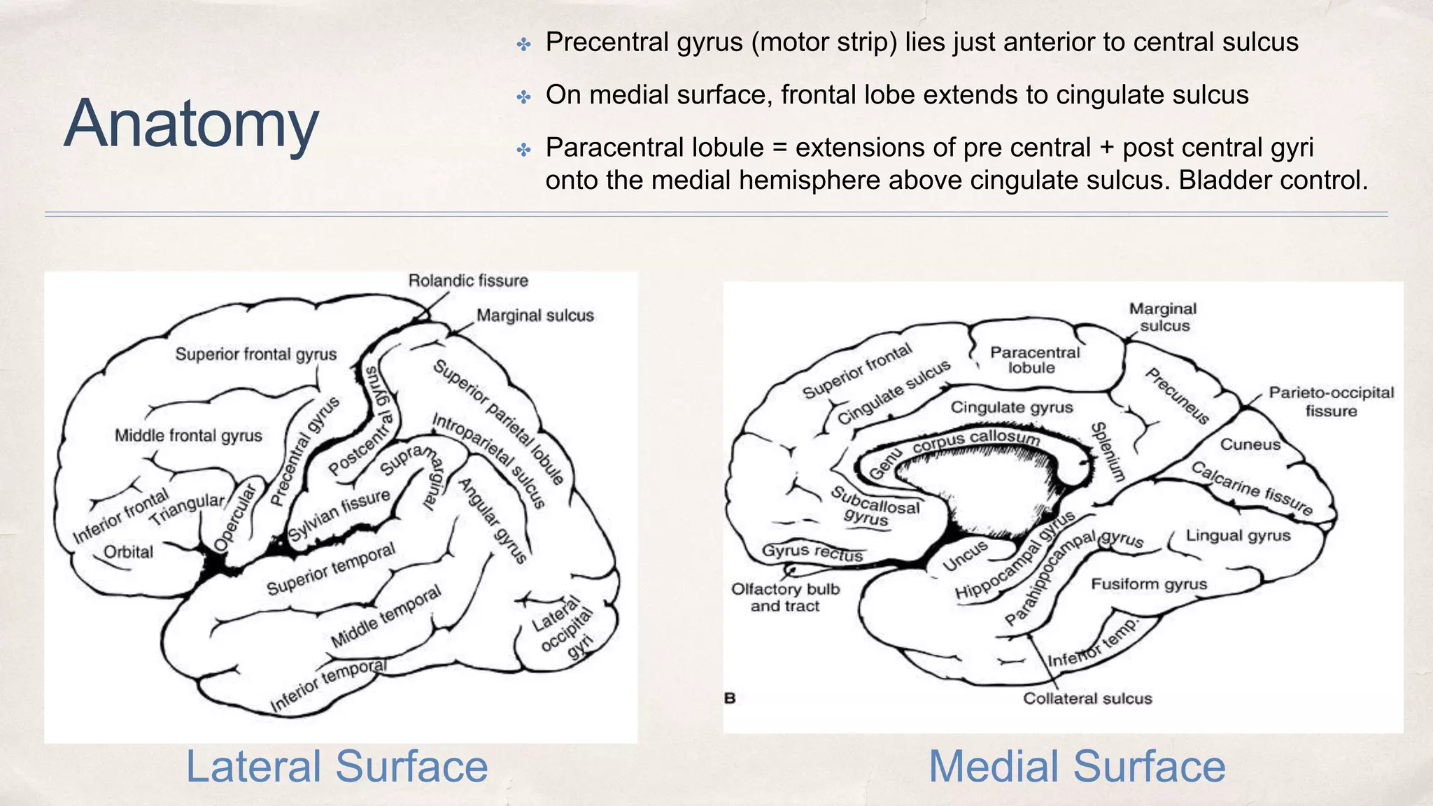 Frontal Lobe.pptx