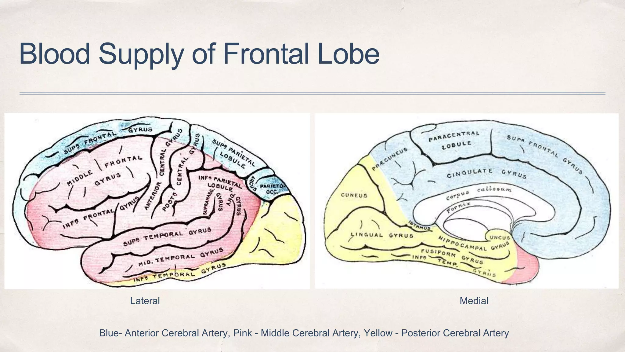 Frontal Lobe.pptx