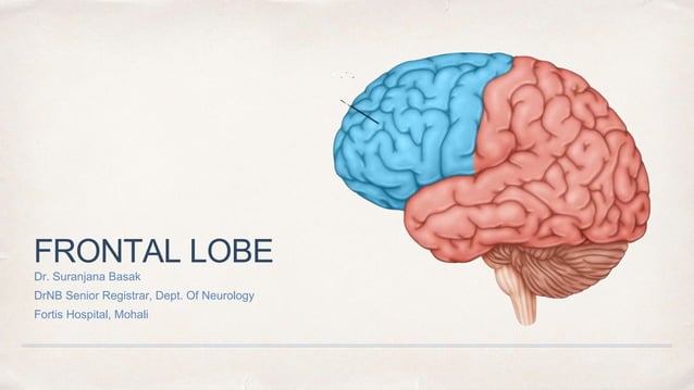 Frontal Lobe.pptx