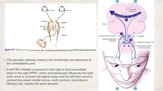 Frontal Lobe.pptx