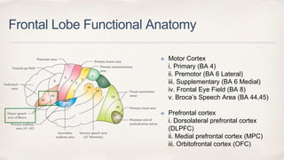 Frontal Lobe.pptx