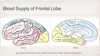 Frontal Lobe.pptx