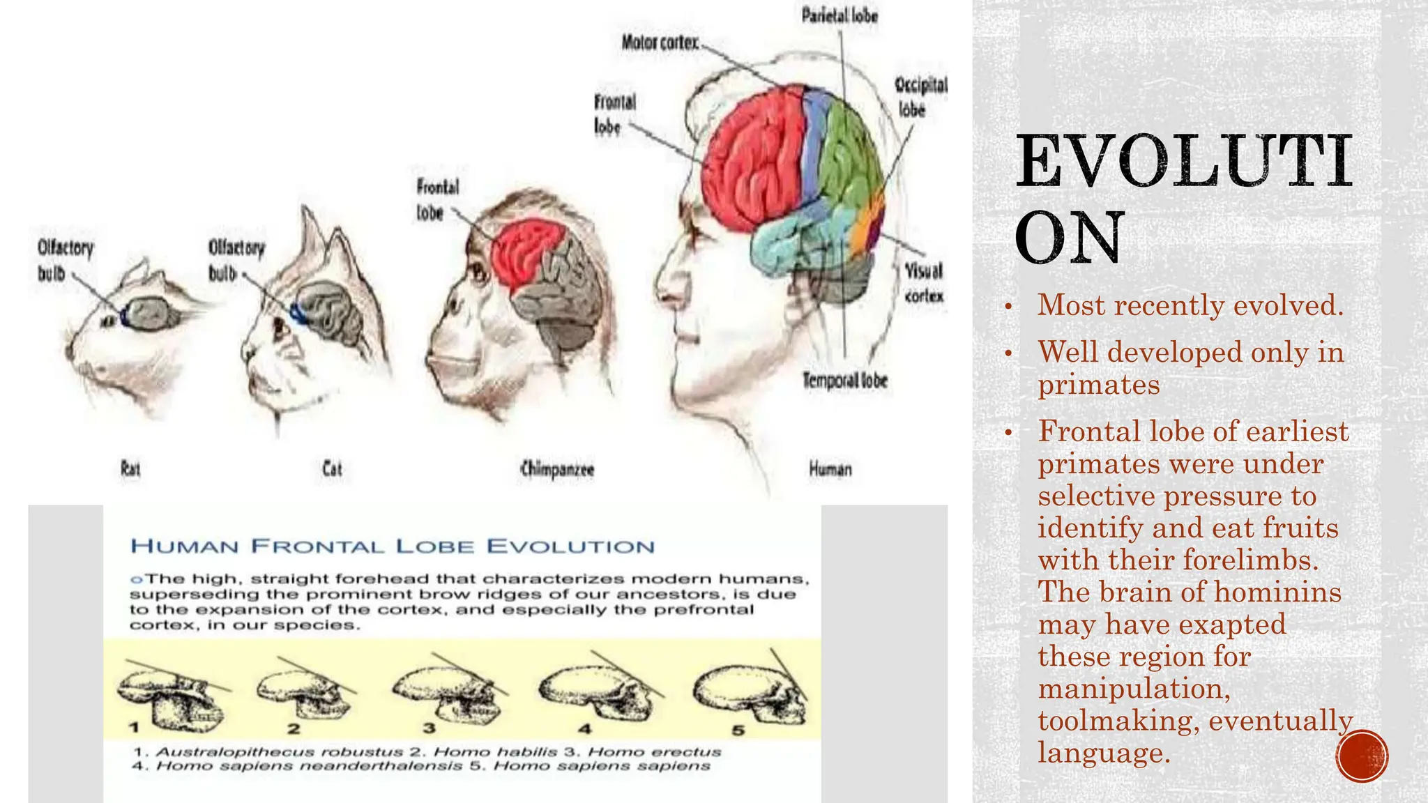 Frontal lobe- anatomy, physiology, functions and clinical aspects ...