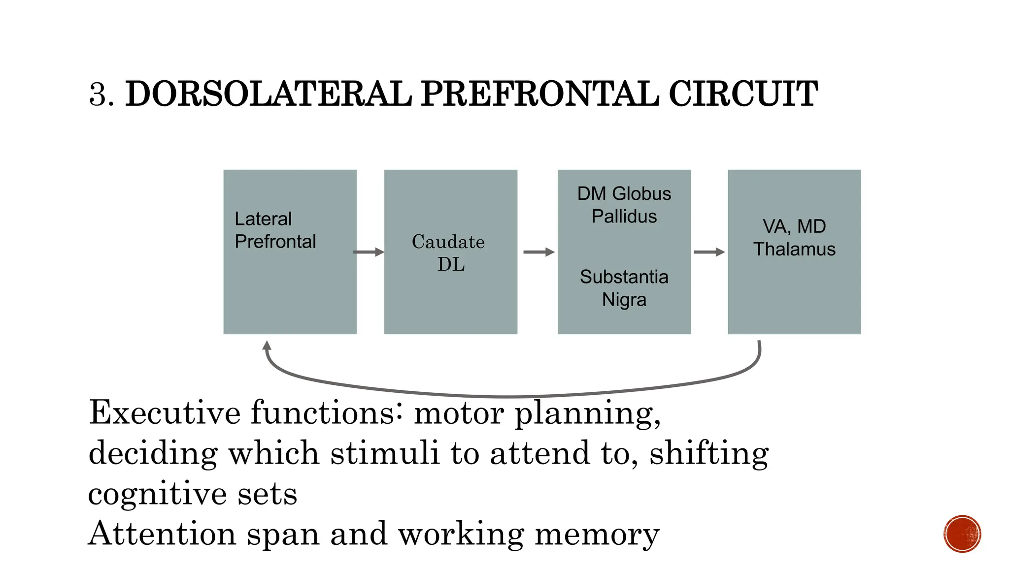 Frontal lobe- anatomy, physiology, functions and clinical aspects | PPTX