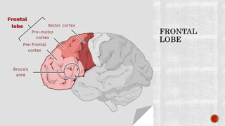Frontal lobe- anatomy, physiology, functions and clinical aspects | PPTX