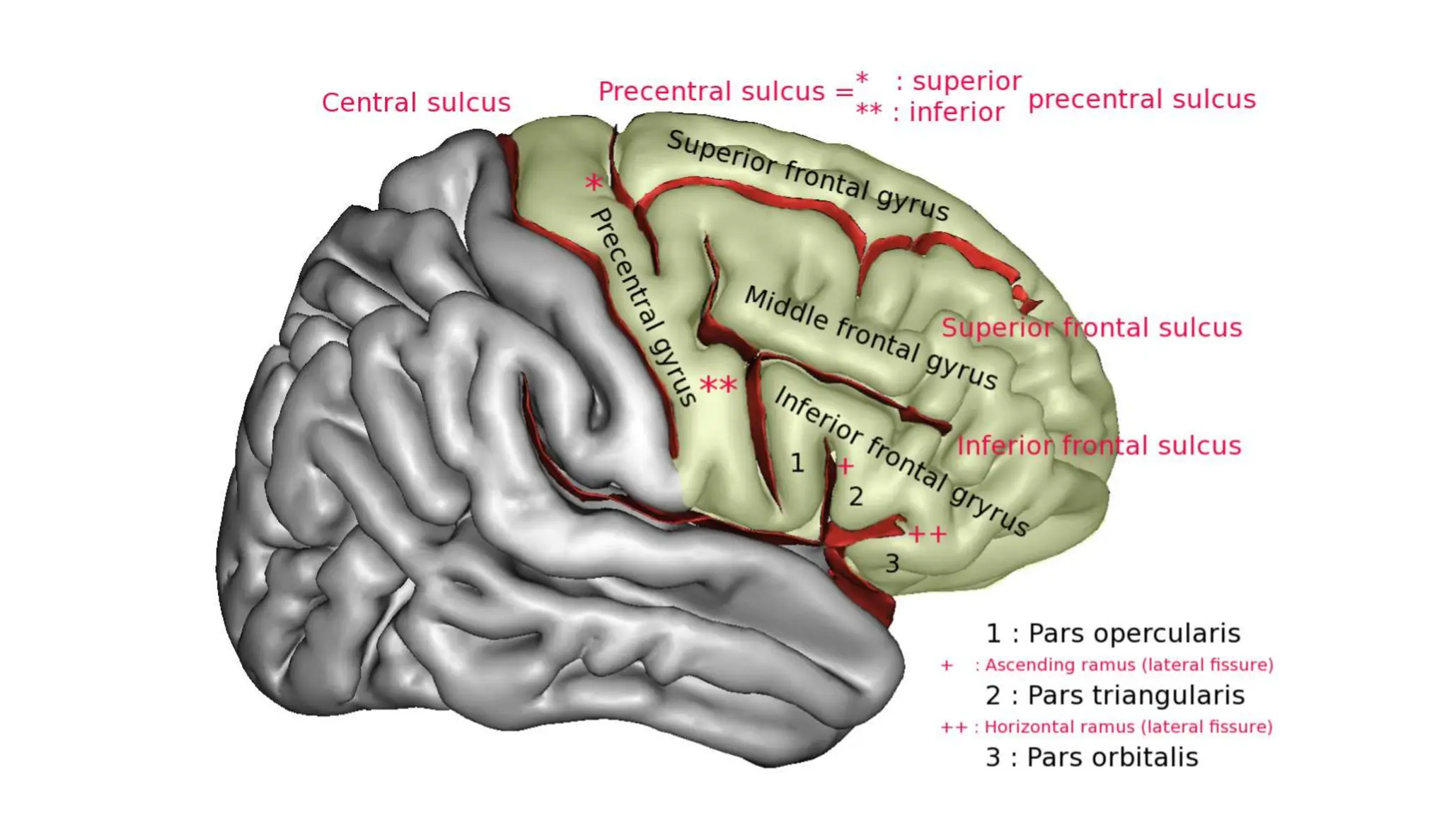 frontal lobe.pptx describes the detail of frontal lobe | PPT
