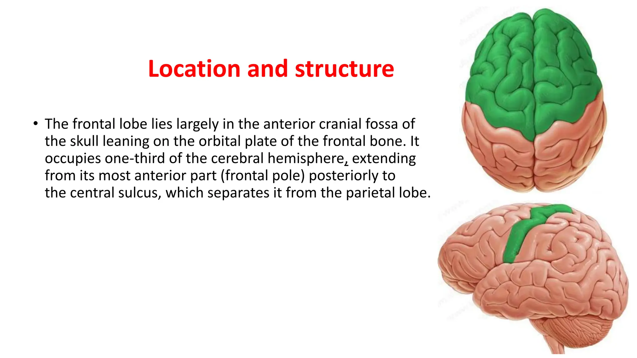 frontal lobe.pptx describes the detail of frontal lobe | PPT
