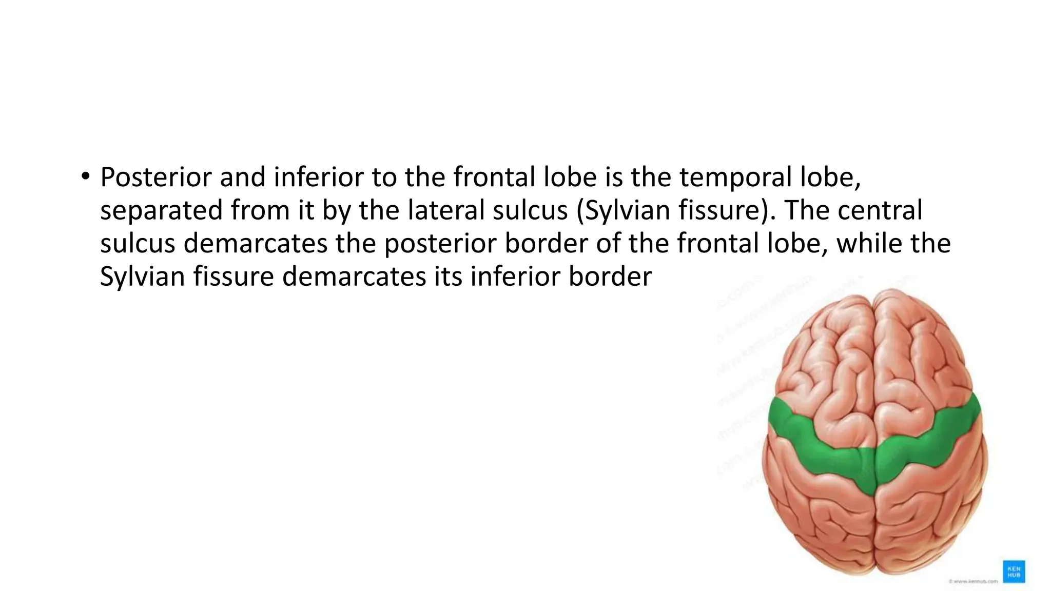 frontal lobe.pptx describes the detail of frontal lobe | PPT