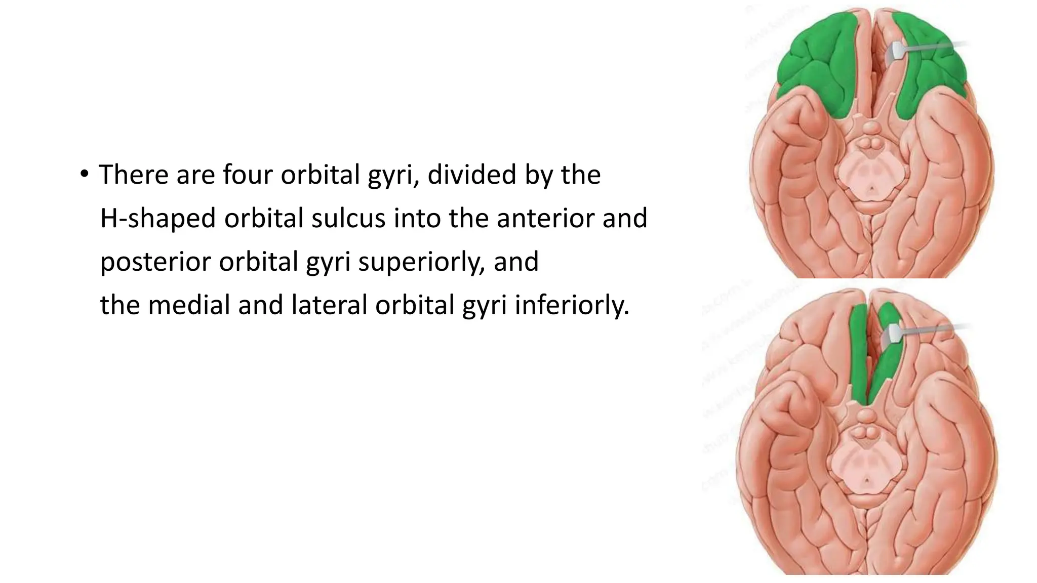 frontal lobe.pptx describes the detail of frontal lobe | PPT