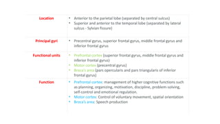 frontal lobe.pptx describes the detail of frontal lobe | PPT