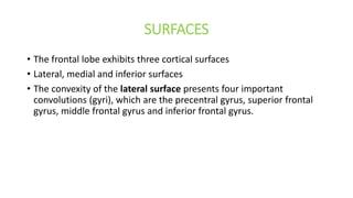 frontal lobe.pptx describes the detail of frontal lobe | PPTX