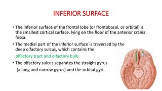 frontal lobe.pptx describes the detail of frontal lobe | PPT