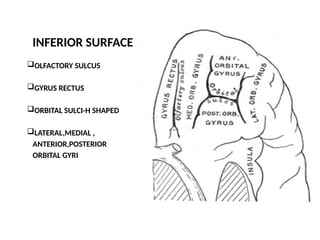 frontal lobe for Neurosurgeons anatomy and physiology | PPTX