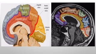Frontal lobe anatomy of frontal lobe of brain mostly focussing on ...