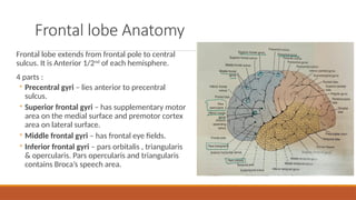 anatomy and clinical relevance of Frontal lobe | PPTX