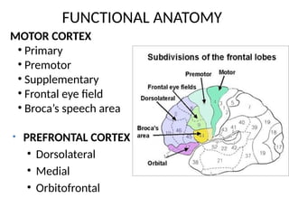 Frontal Lobe Anatomy Physiology Networks Pathology Pptx