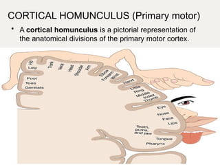 Frontal Lobe.pptx functions and anatomy | PPTX