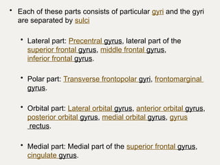 Frontal Lobe.pptx functions and anatomy | PPTX