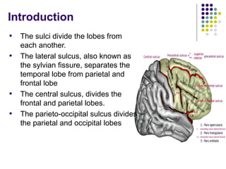 Frontal lobe: overview and psychiatry implication.pptx