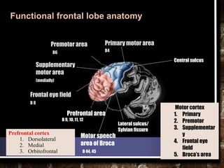 Frontal lobe relation to psychiatry | PPTX