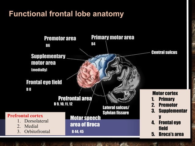 Frontal lobe relation to psychiatry | PPTX | Brain and Nervous System ...