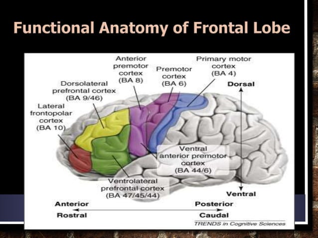 Frontal lobe relation to psychiatry | PPTX | Brain and Nervous System ...